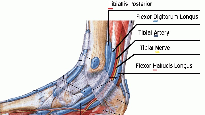 The Medial Ankle Sprain and What You Need to KnowDon't Be a Meathead